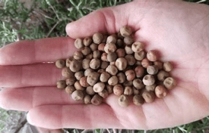 Pois -Liste- Variétés et semenciers du Québec – Jardin de l'oiseau moqueur
