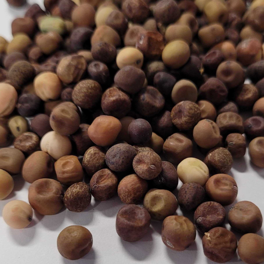 Pois -Liste- Variétés et semenciers du Québec – Jardin de l'oiseau moqueur