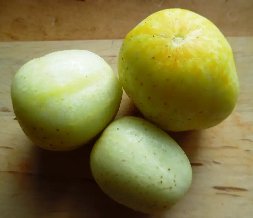 Concombre -Liste- Variétés et semenciers du Québec – Jardin de l'oiseau ...