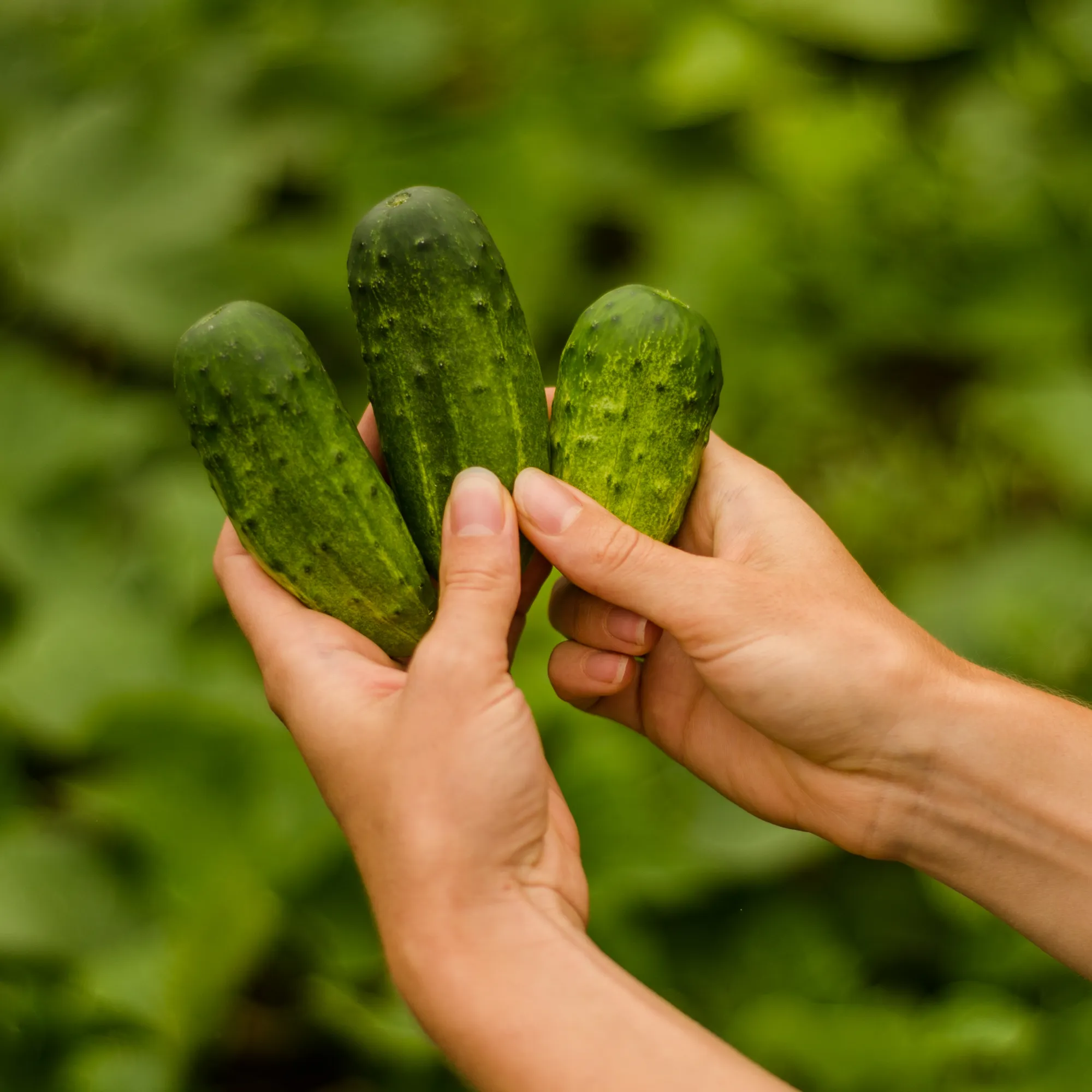 Concombre -Liste- Variétés et semenciers du Québec – Jardin de l'oiseau ...