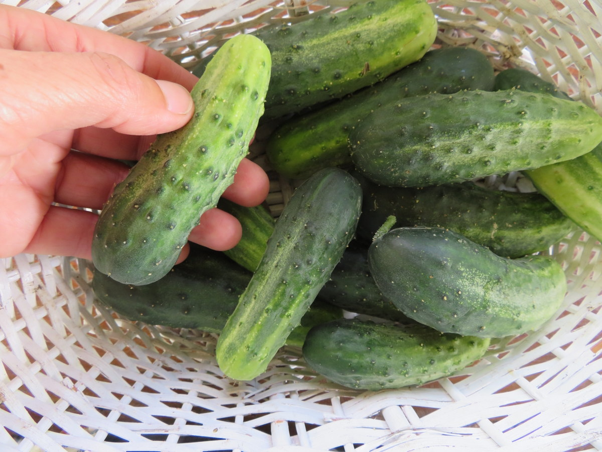 Concombre -Liste- Variétés et semenciers du Québec – Jardin de l'oiseau ...
