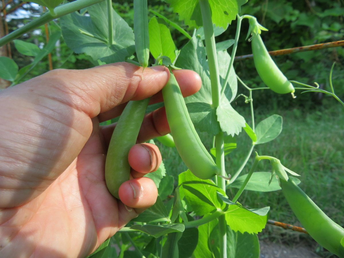 Pois -Liste- Variétés et semenciers du Québec – Jardin de l'oiseau moqueur